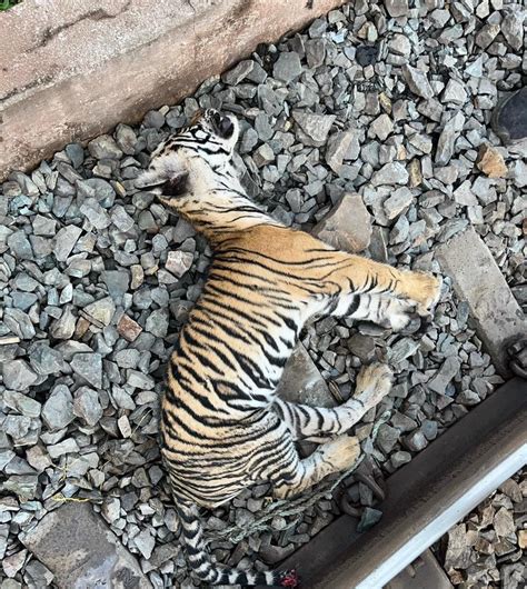 सतना में ट्रेन से टकराया बाघ का शावक इलाज जारी