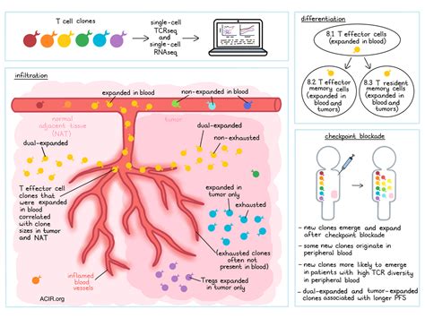 Put Me In Coach Peripheral T Cells Are Ready To Play