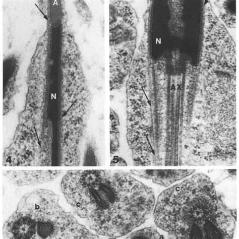 Fate Of The Mitochondrial Sheath After Fertilization Bovine Embryos