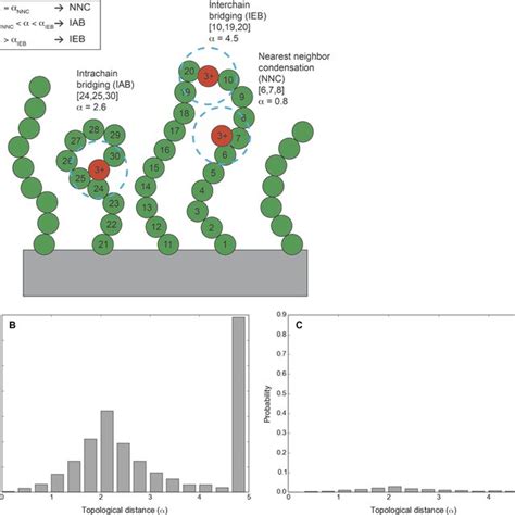 Interaction Of Multivalent Ions With Polyelectrolyte Chains A