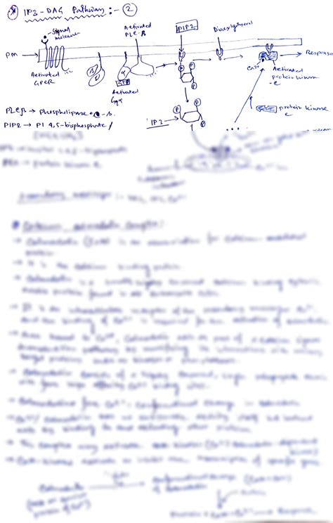 Solution Ip3 Dag Pathway Cell Signalling Biology Studypool