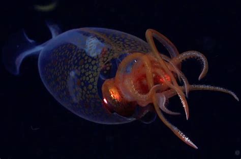The Colossal Squid Has Been Filmed For The First Time Ever Heres What