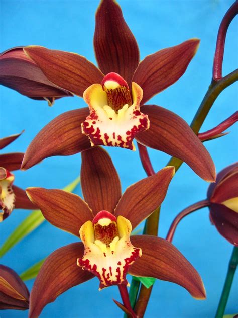 Cymbidium Orchids For Sale Belgrave Orchids Australia