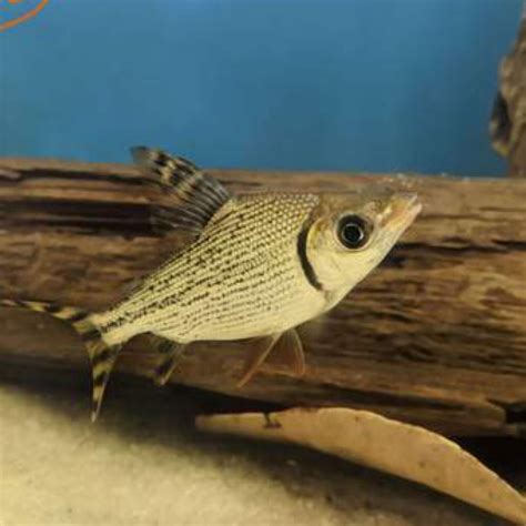 Red Flagtail Prochilodus Fish Fix