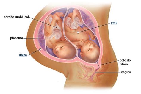 O Que é Medicina Fetal Tudo Sobre Essa Especialidade Médica