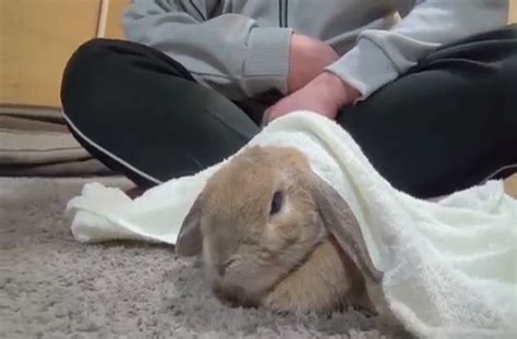 Rabbit Growls And Thumps When The Petting Stops