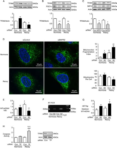 Bmpr2 Preserves Mitochondrial Function And Dna Integrity During