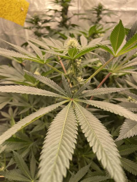 Psy Ops Week 3 Flower Rcannabisgrowers