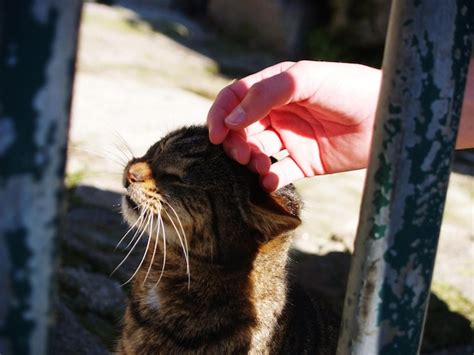 Premium Photo Cat On Hand