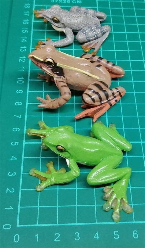 Yahooオークション 両生類 カエル 3種 モリアオガエル ニホンアカガ