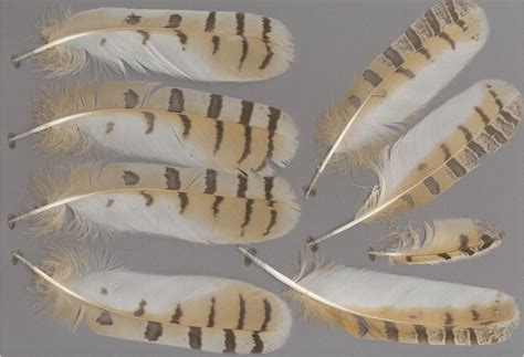 How Are Owl Feathers Different At Loretta Burroughs Blog