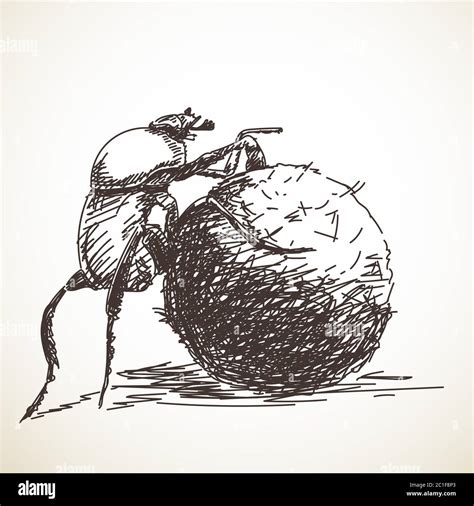 Dung Beetle Drawing Another Practice Drawing A Horned Dung Beetle