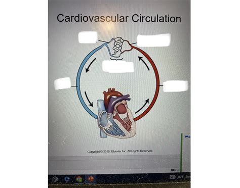 Cardio Ciculation Quiz