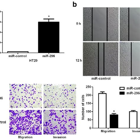 Mir 296 Overexpression Inhibits The Mobility Of Ht29 Cells A Ht29