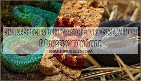 Snake Species Comparison Chart Size Venom And Conservation Guide