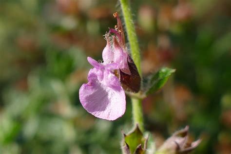 Teucrium Chamaedrys Germander Wall Germander North Carolina Extension Gardener Plant Toolbox