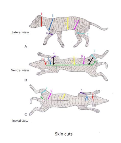 Diagram Of Dissection Cuts Quizlet