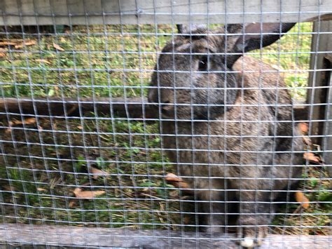 Flemish Giant Cage Rabbit Re Home In Nc Lovely Bonded Pair Flemish
