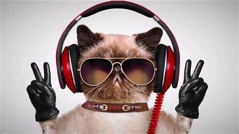 Кота в наушниках картинки и фото Koshka Top