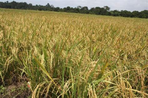 Tanda Tanaman Padi Siap Panen Ilmu Pertanian