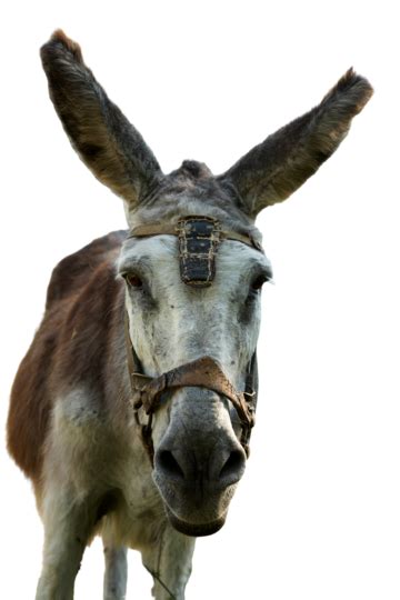 Burro Retrato Burro Dickey Natureza Png Natureza Amigo Asno Png