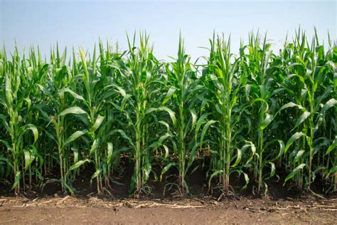 Researchers Propose A New Way Of Regulating Engineered Crops Modern