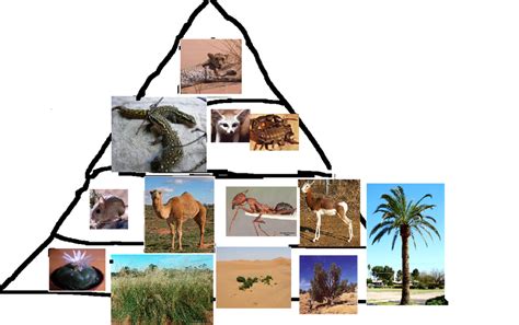 Cheetah Food Chain What Do Cheetahs Eat The Diet Of The Fastest Land