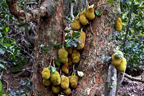 100 Free Jackfruit And Fruit Images Pixabay
