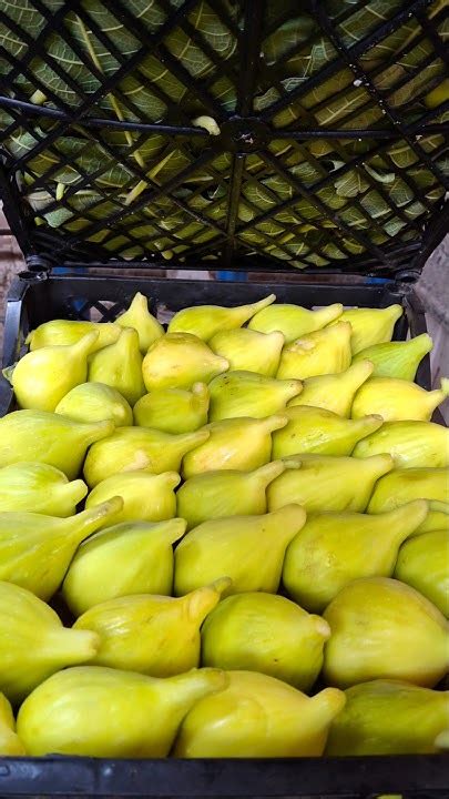 تين احمر اسباني تين ابيض اسباني مانجوسكري اكسبلور Fruit تفاحمصري Mango البخل مشاهدات