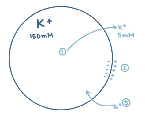 Membrane Potential Flashcards Quizlet