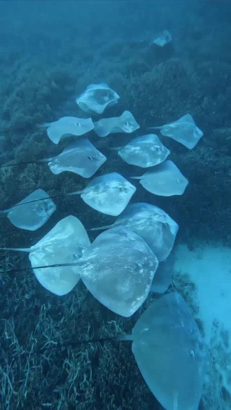 Post [694880829158146048] Savage Daughter Of Tumbex