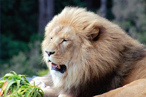 Lion Panthera Leo Close Up Stock Image Image Of Respect Panthera