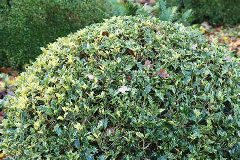 Topiaire Par Quoi Remplacer Le Buis La Terre Est Un Jardin
