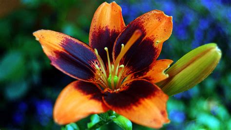 Ľalia Lilium Kvitnúce Záhradné Rastliny Záhrada Stavba Od A Po Z Vaše Fórum O Stavbe…