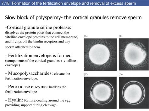 Ppt Fertilization Powerpoint Presentation Free Download Id 6198421