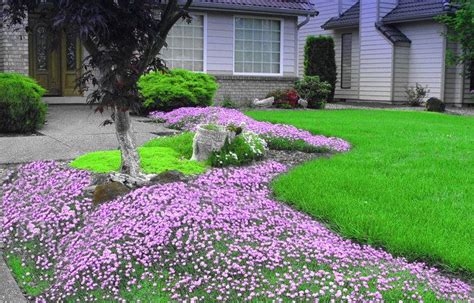 Dense Ground Cover Stepable Shade
