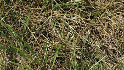 Leaf Spot In Turf Nc State Extension Publications Leaf Spot In Turf Nc State Extension Publications
