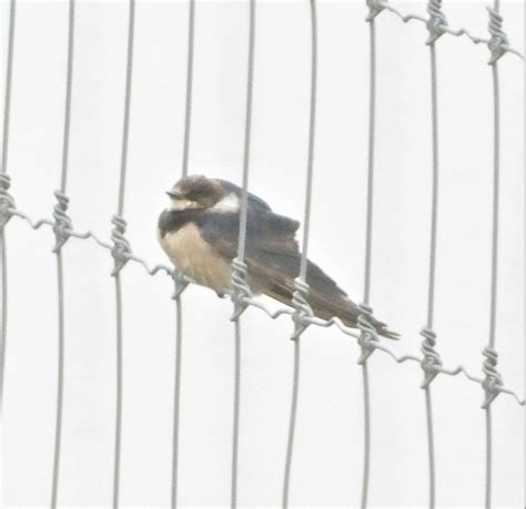 Bank X Barn Swallow Hybrid Ebird