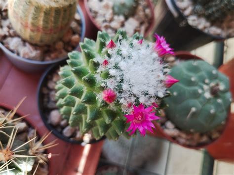 Tiny Flowers R Cactus