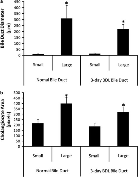 In Situ Morphometric Analysis Of Liver Sections From Normal And 3 Day
