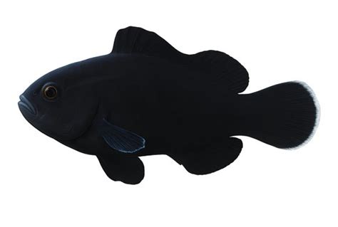 Midnight Ocellaris Clownfish Amphiprion Ocellaris Saltwater Fish For Sale