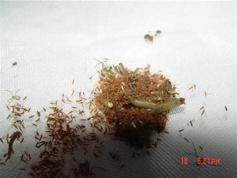 魯中地區小麥吸漿蟲發生規律及防治技術 每日頭條