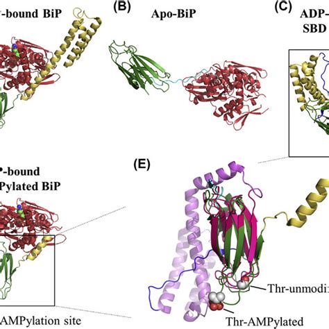 Crystal Structures Of Bip Protein In Different Conformations In Panels Download Scientific