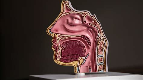 Symptoms And Prevention Of Salivary Gland Cancer In Elderly Patients