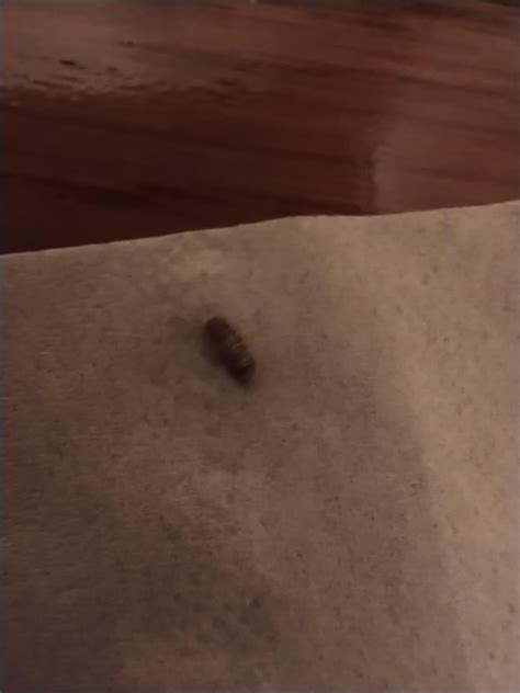 Please Help Identify This Larvae R Whatisthisbug