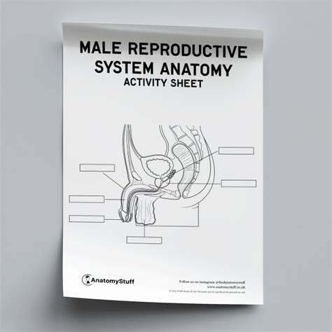 Male Reproductive System Activity