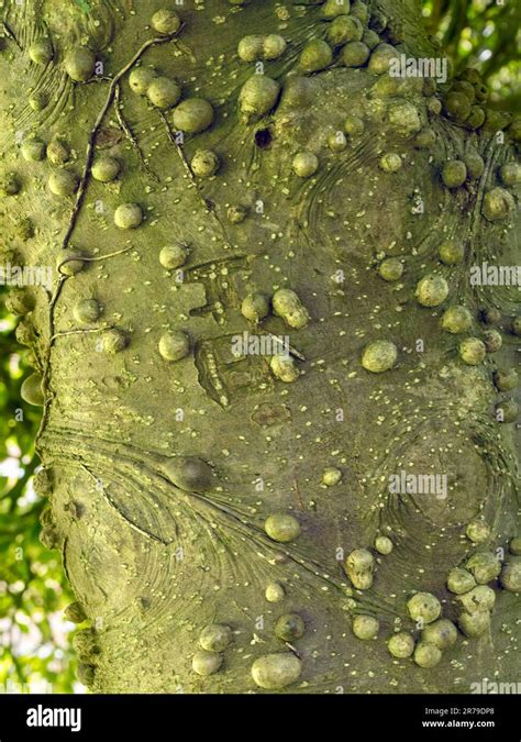 Spherical Nodules Extrusions Sphaeroblast Burrs On Holly Tree Trunk