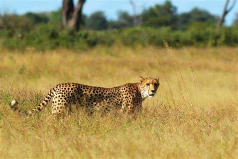 Southern Africas Cheetah Population Much Smaller Than Believed