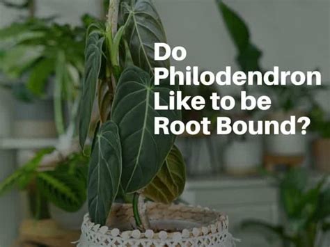 Do Philodendron Like To Be Root Bound How To Repot