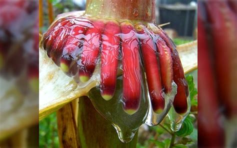 The Astonishing Symbiosis Of Mexican Maize Nitrogen Fixing Corn Slime